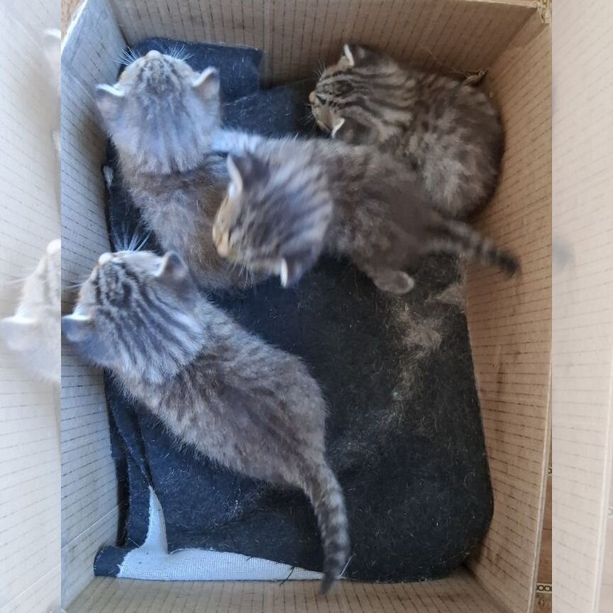 Шотландский вислоухий короткошёрстный котёнок