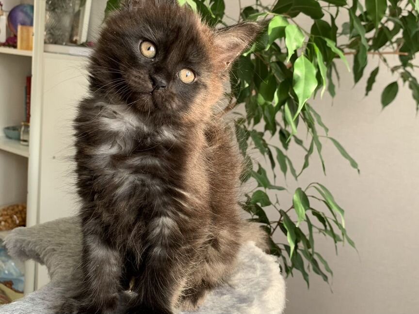 Котята мейн-кун