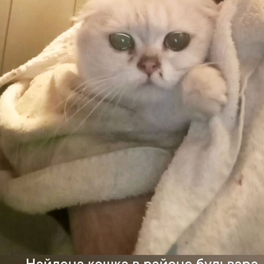 Найден кот (кошка)