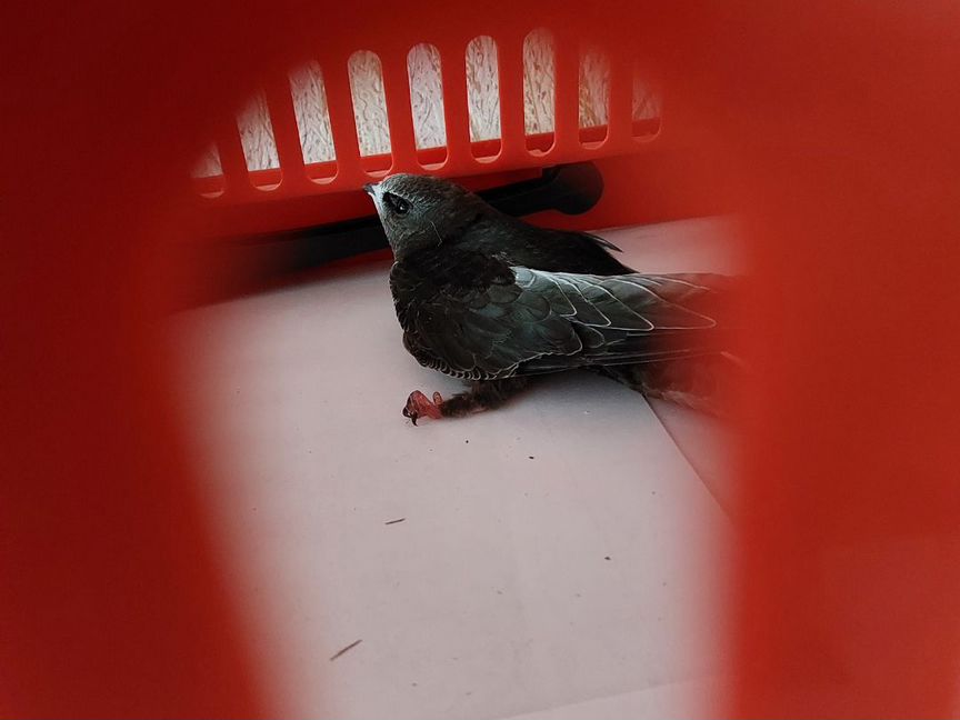 Стриж в добрые руки