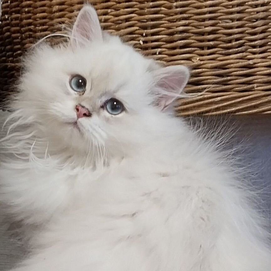 Ay 1133 мальчик шотландский