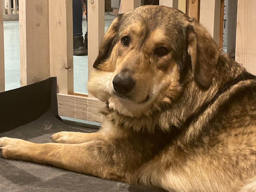 Собака в добрые руки