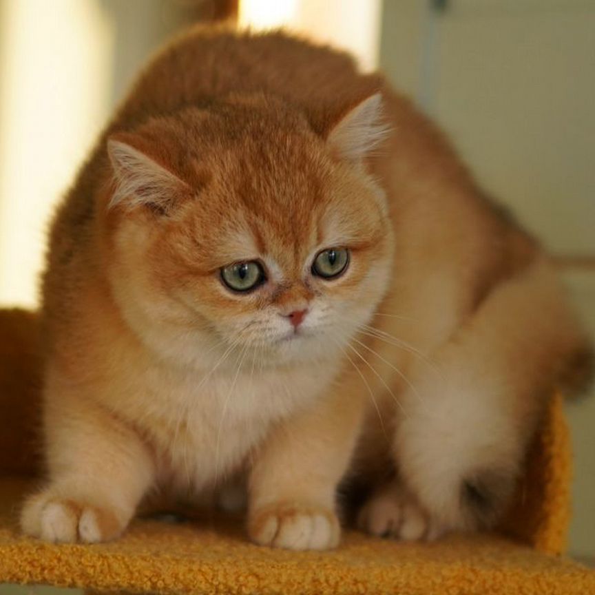 Британский короткошёрстный котёнок