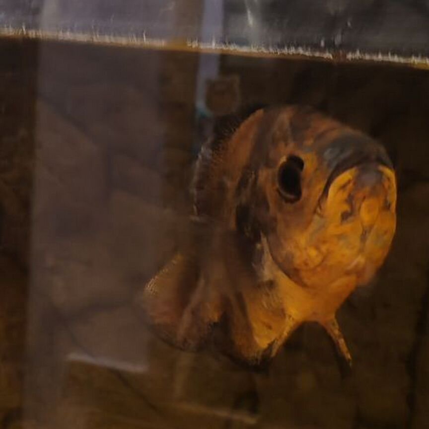 Аквариумные рыбки