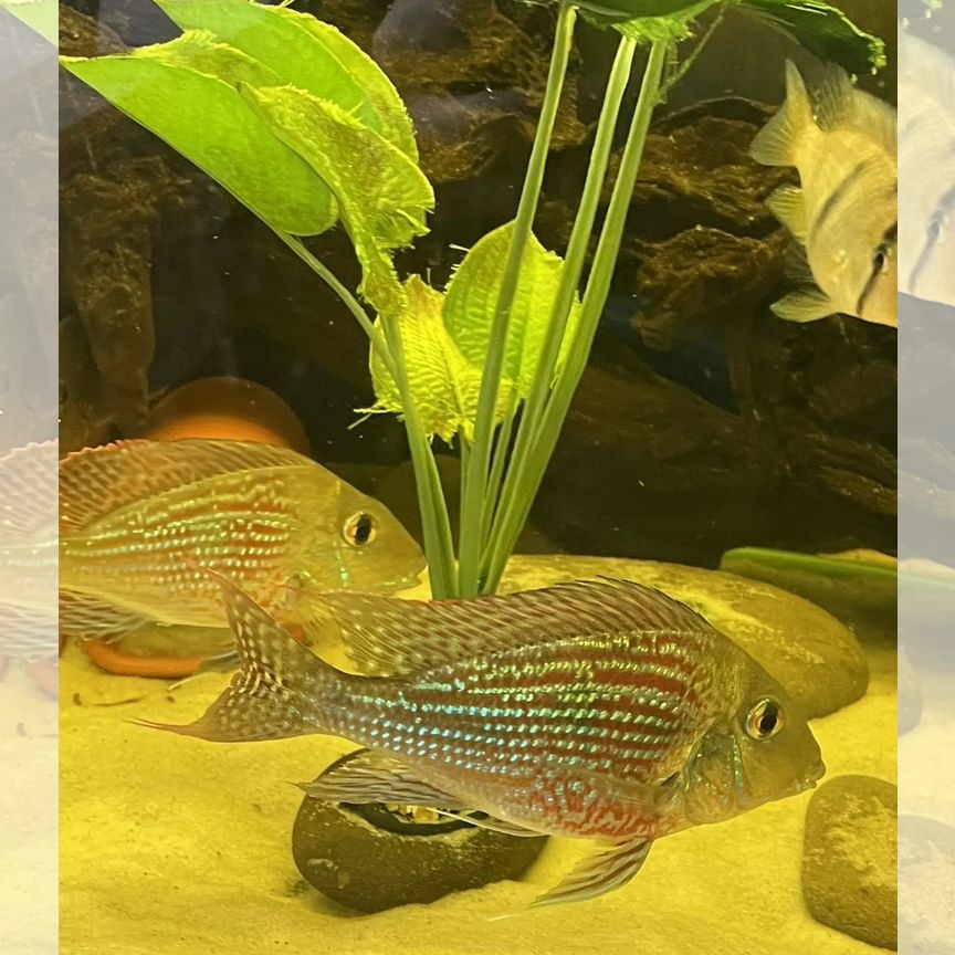 Геофагус свени