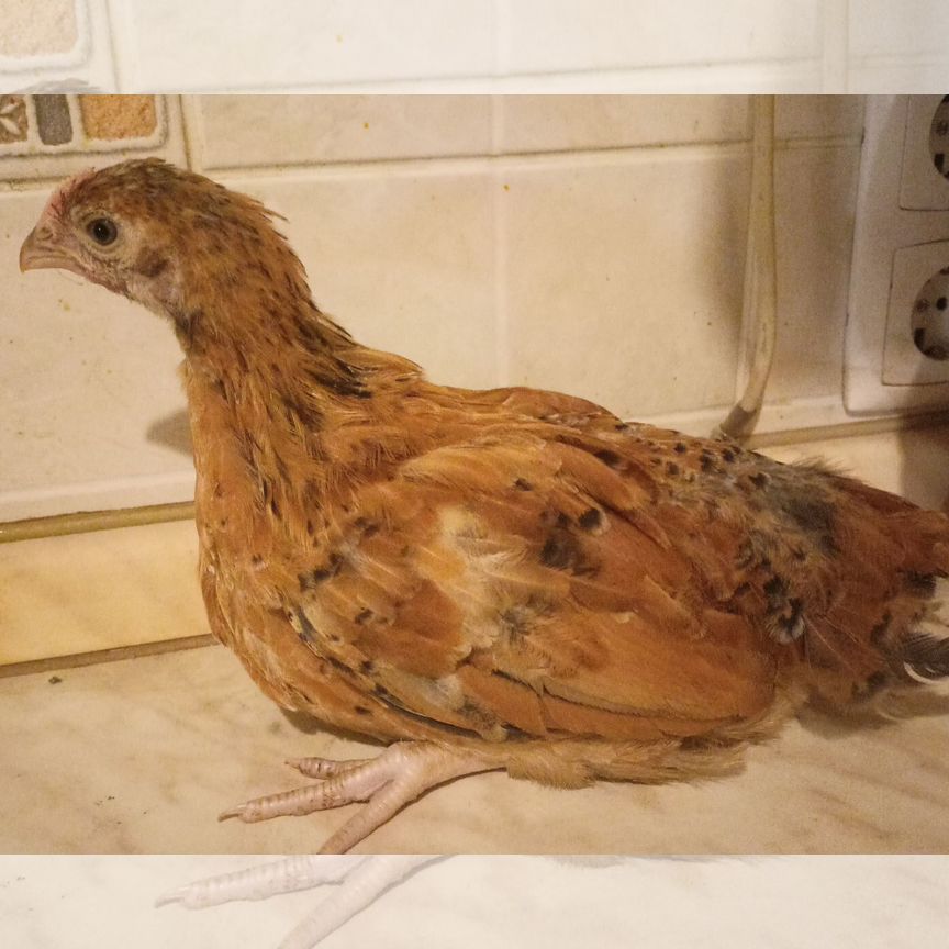 Куры молодки несушки домашние