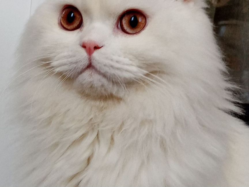 Кот вислоухий для вязки