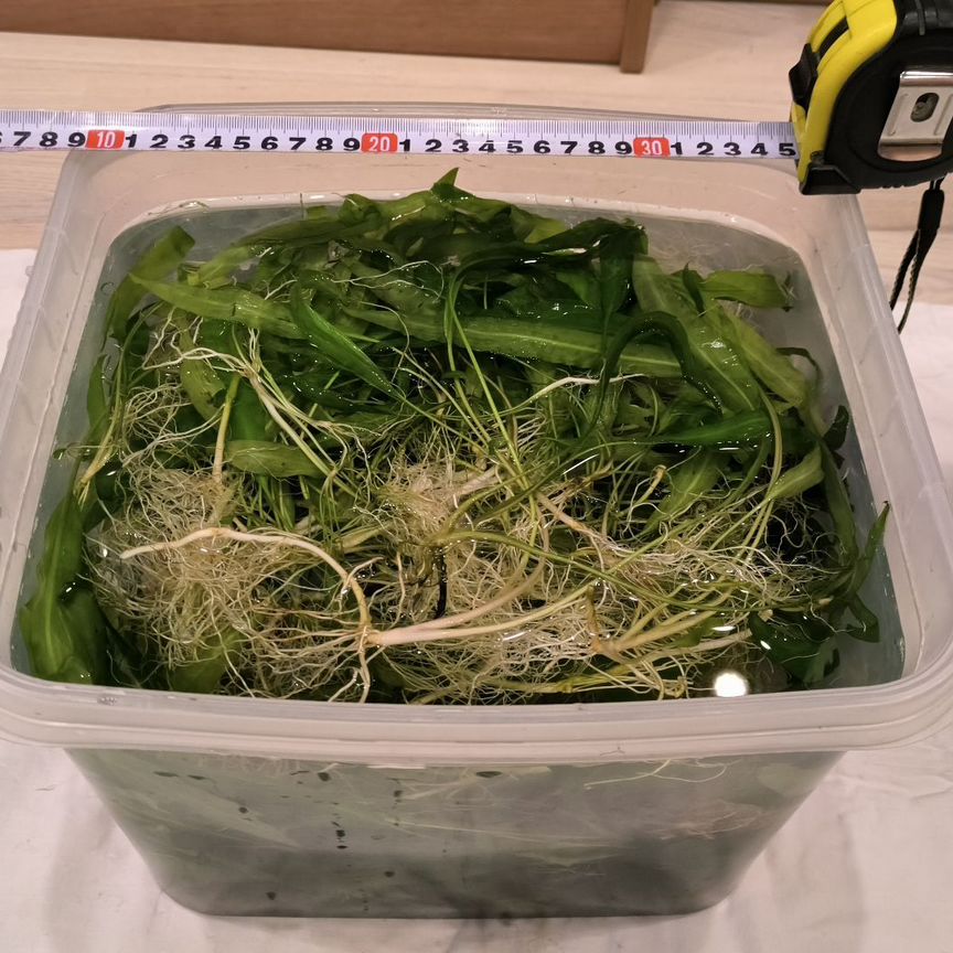 Аквариумная прополка. Цена за всё