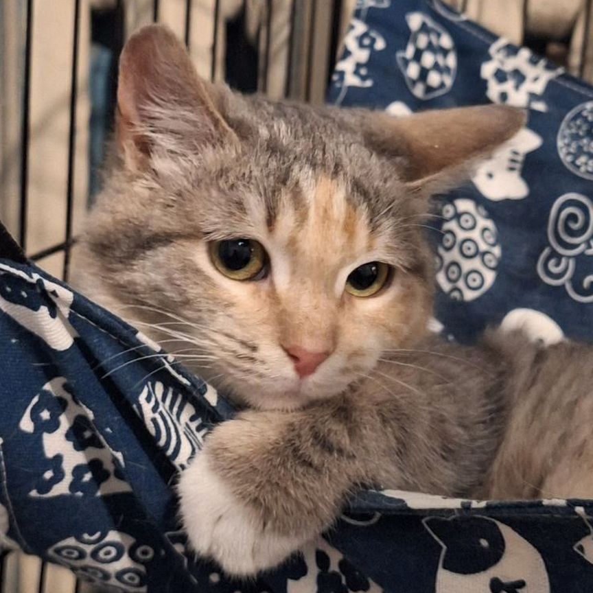 Европейский короткошёрстный котёнок