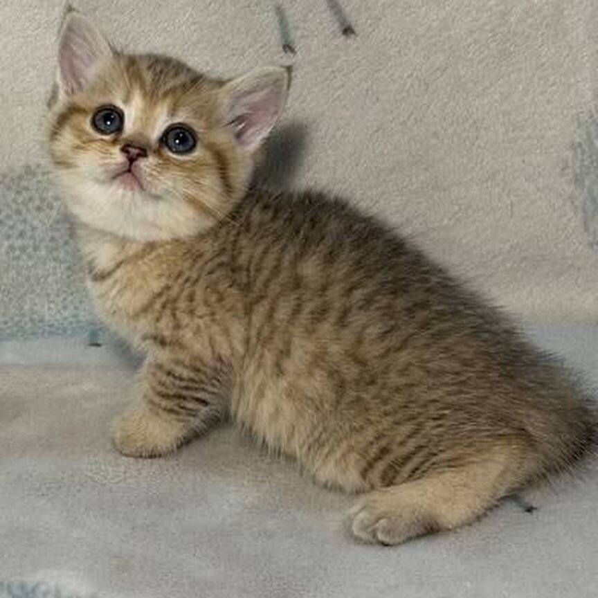 Британский длинношёрстный котёнок