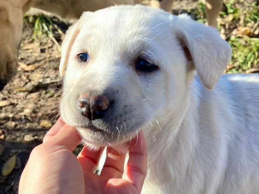 Зимняя вишня