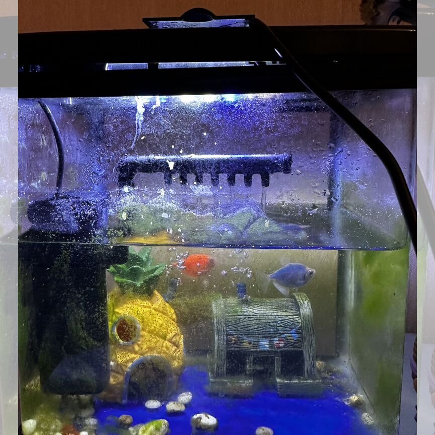 Аквариум бу с рыбками