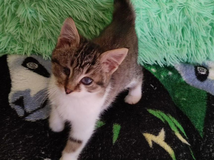 Кошка