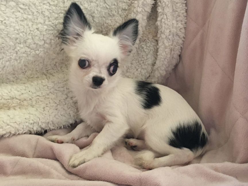 Щеночки чихуахуа