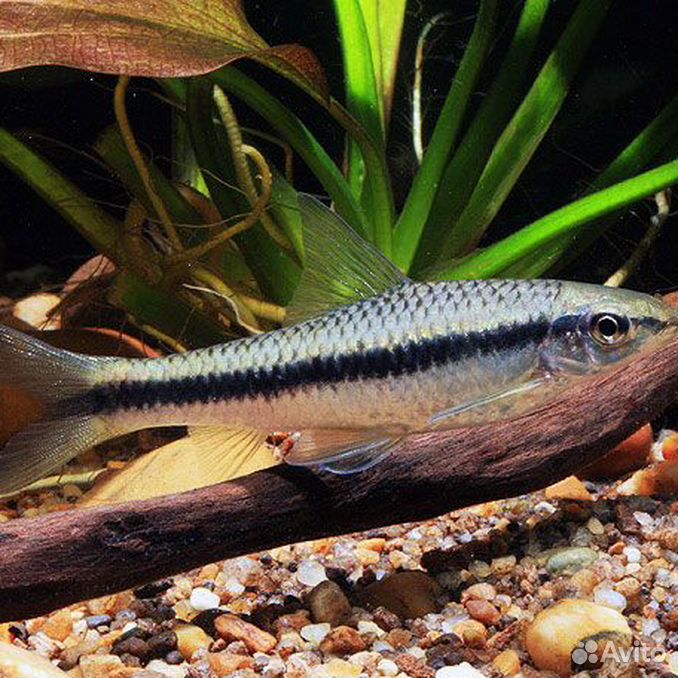 Сиамский водорослеед (Crossocheilus siamensis)