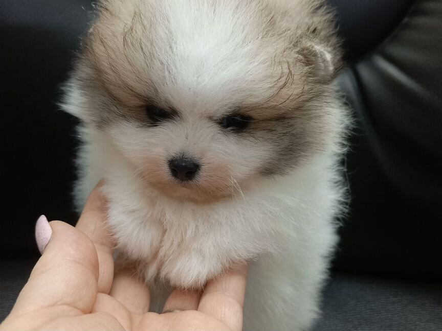 Померанский шпиц мини медвежьего типа