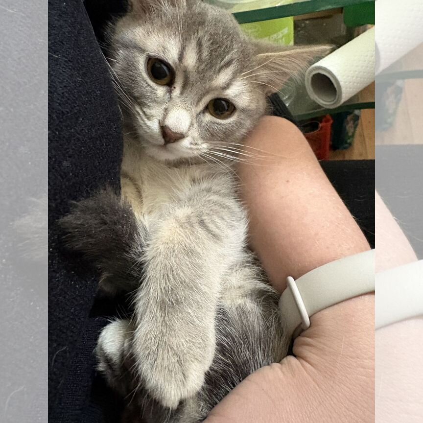 Котёнок в добрые руки