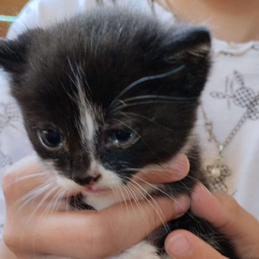Котенок
