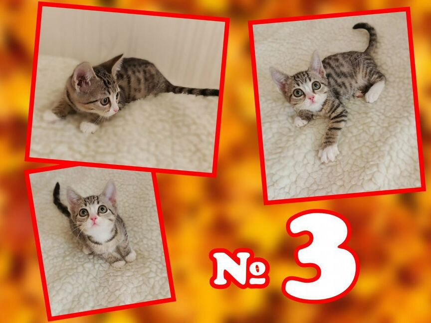 Кошечка Дюймовочка ищет дом