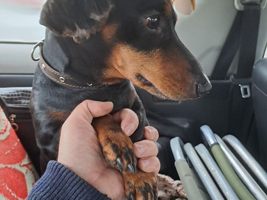 Найдена собака