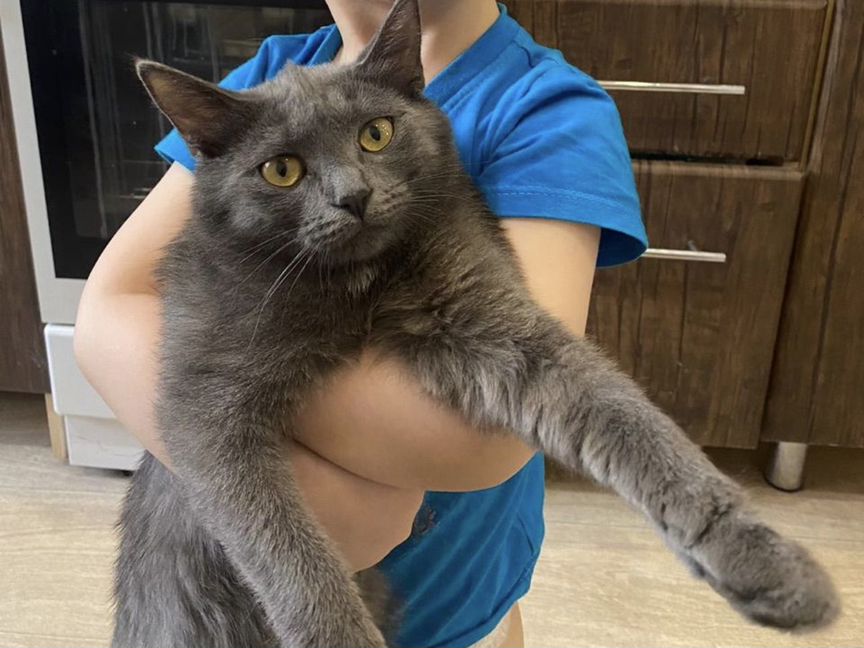 Русская голубая