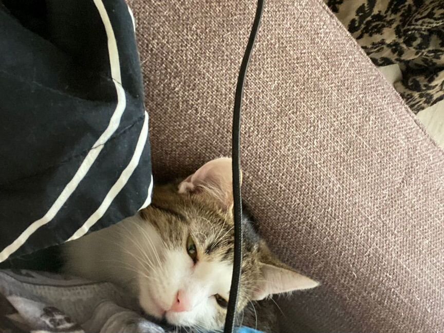 Кошка в дар бесплатно