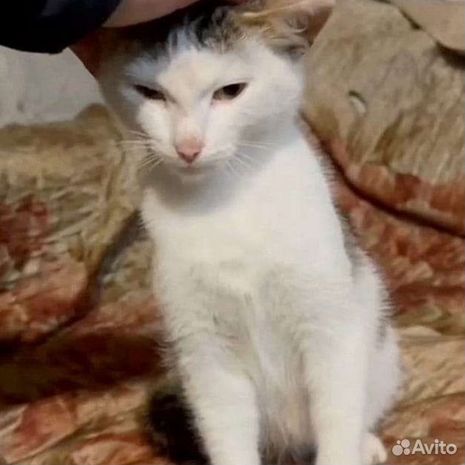 Невероятно ласковый котик ищет дом