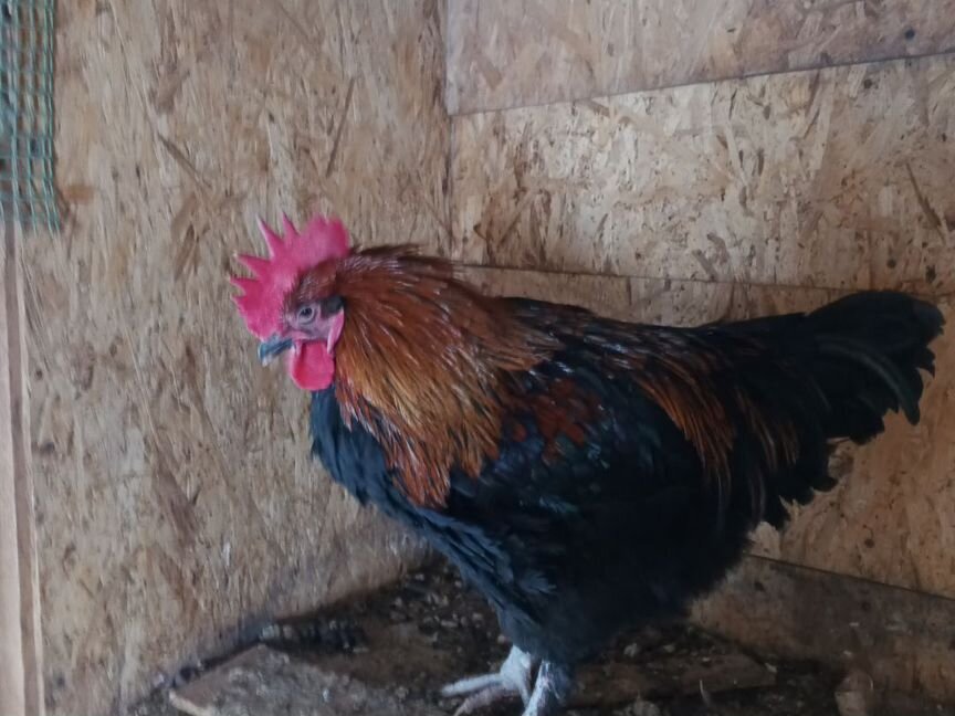 Петух маран