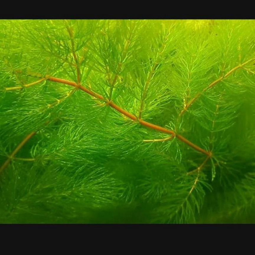 Аквариумное растение