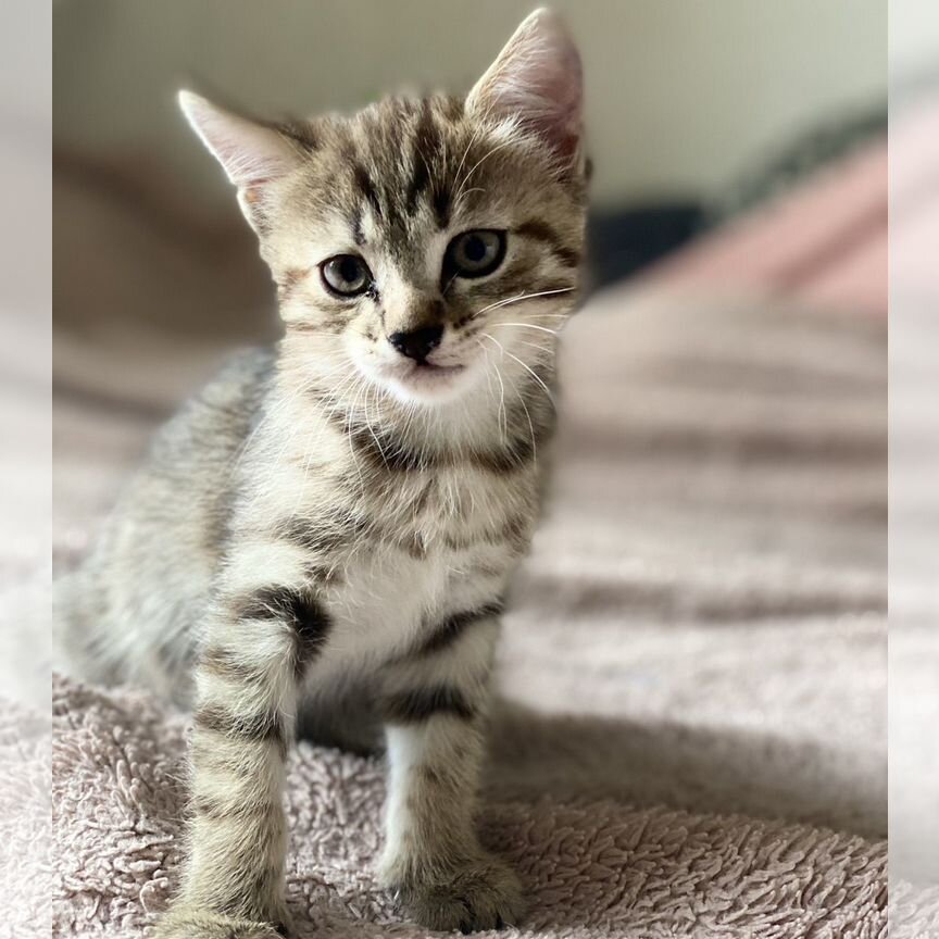 Котенок девочка