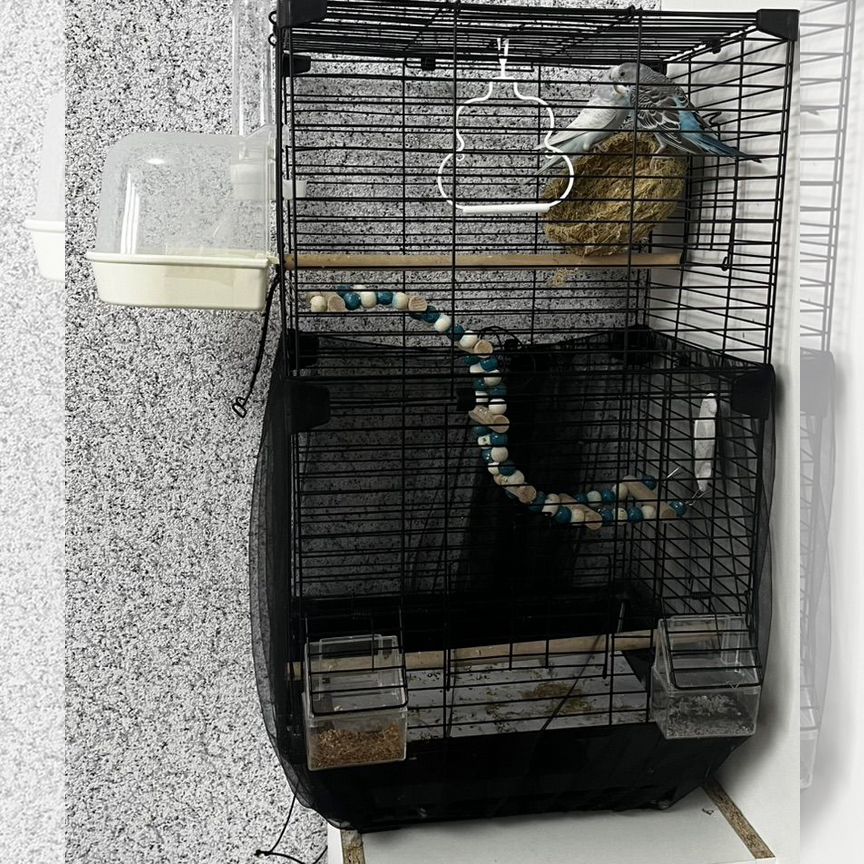 Папугаи с клеткой