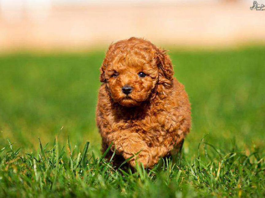 Щенки мини Той-пудель