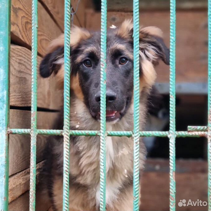 Милый щенок Шкипер из приюта в добрые руки