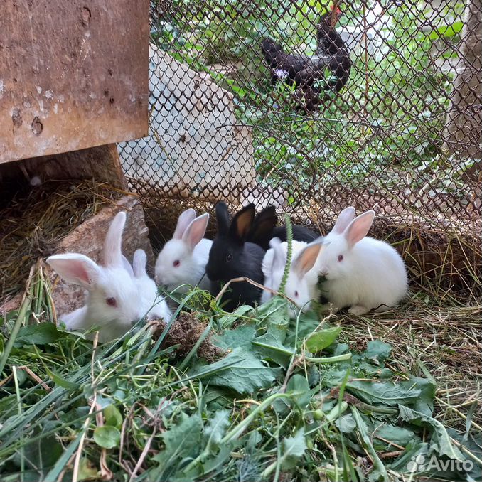 Продам крольчат