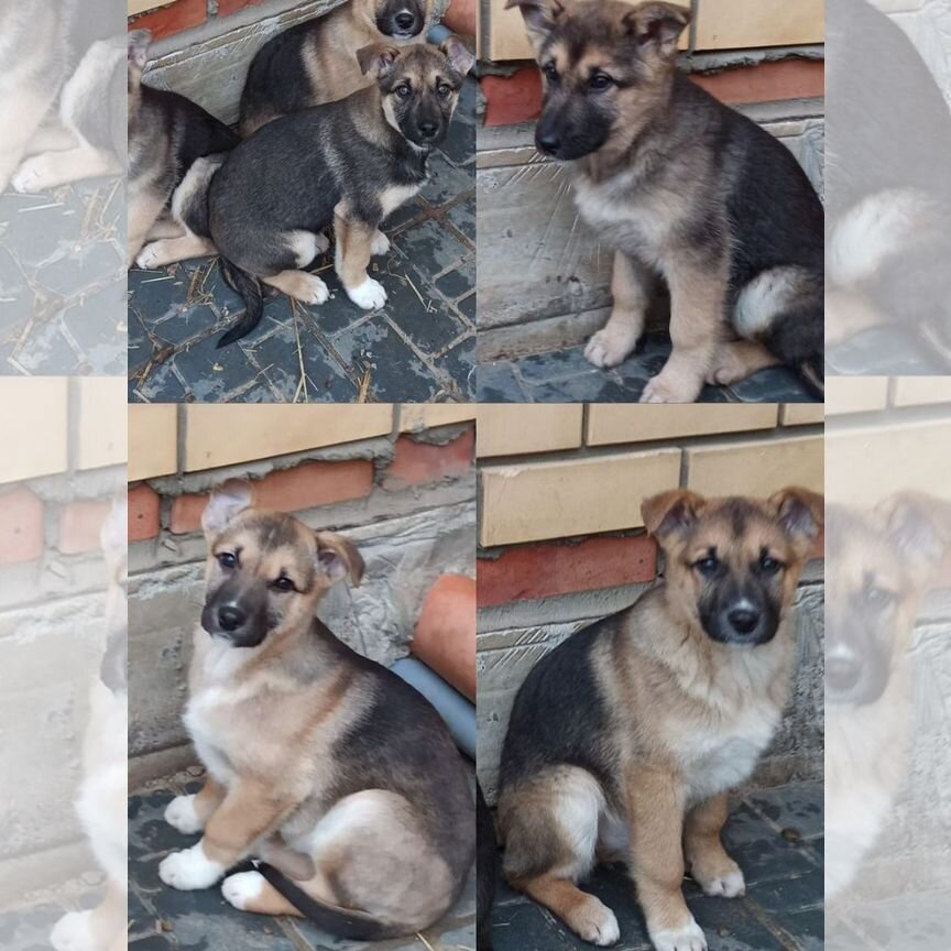 Восточноевропейская овчарка