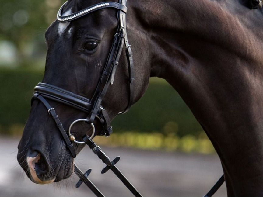 Уздечка Showtime от HB