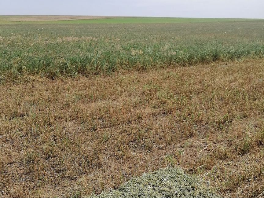 Продам люцерну 300 сено 250 солома 150 суданка 200