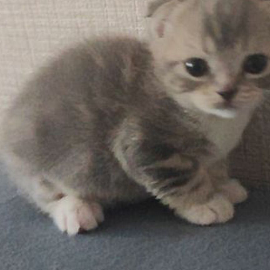 Шотландский вислоухий длинношёрстный котёнок