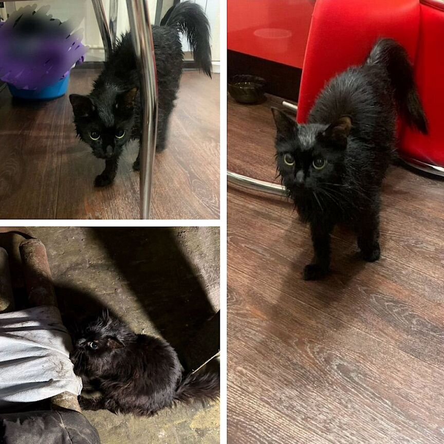 Котёнок в добрые руки