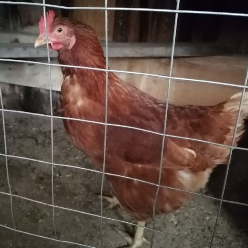 Курицы несушки