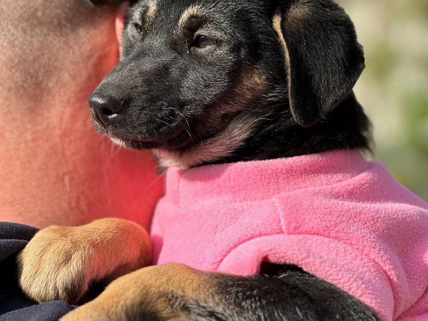 Отдам щенка (вырастет не крупной)