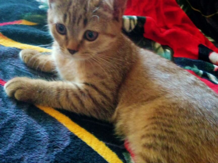 Кошка кельтская короткошёрстная кошечка