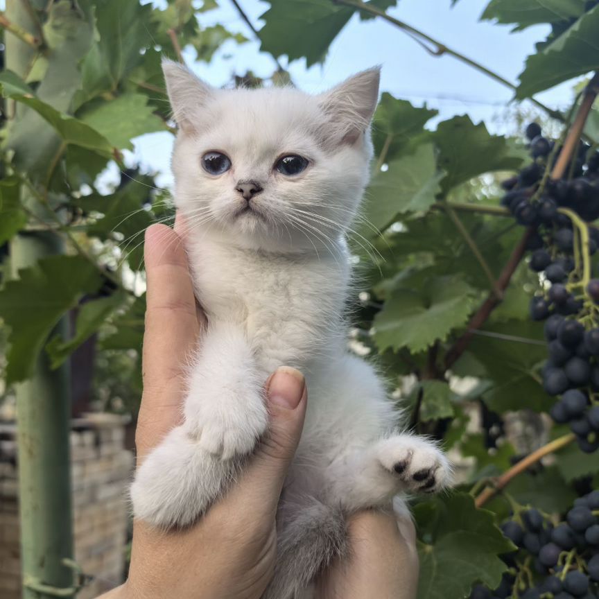 Шотландская голубоглазая девочка