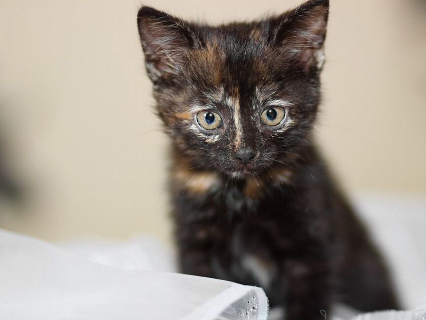 Котенок Маруся 2 мес