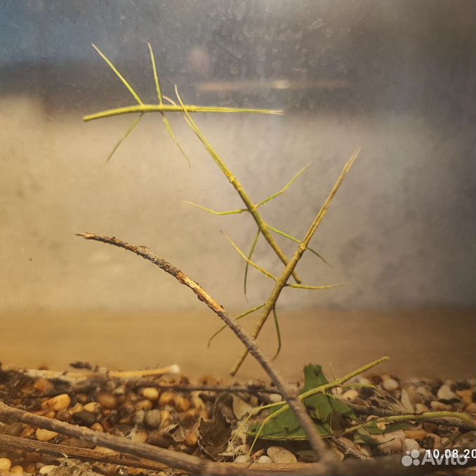 Палочник анамский