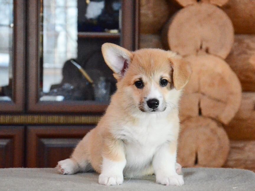 Вельш корги пемброк