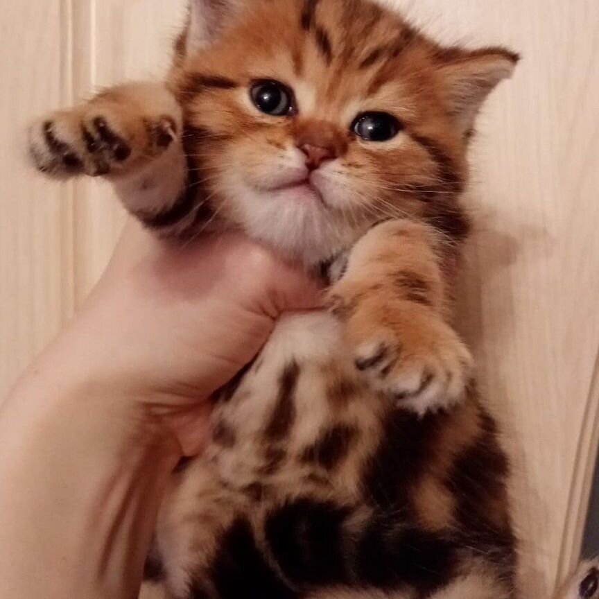 Шотландские котомалыши скоттиш -страйт
