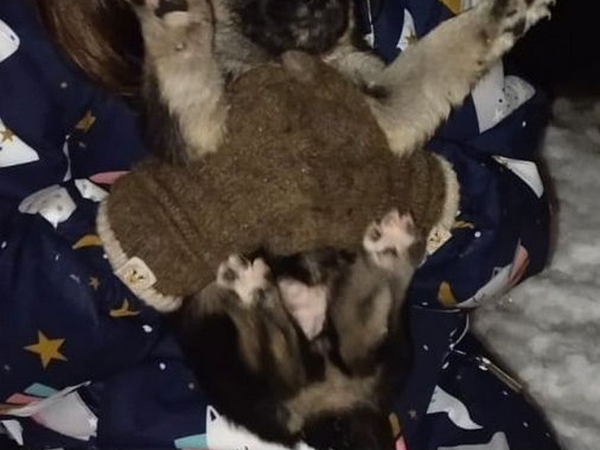 Щеночкам нужен дом