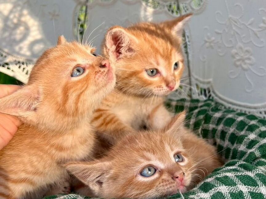 Котята в добрые руки