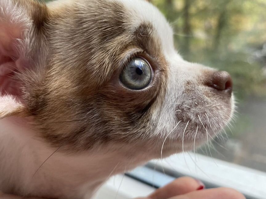 Щенок чихуахуа мальчик